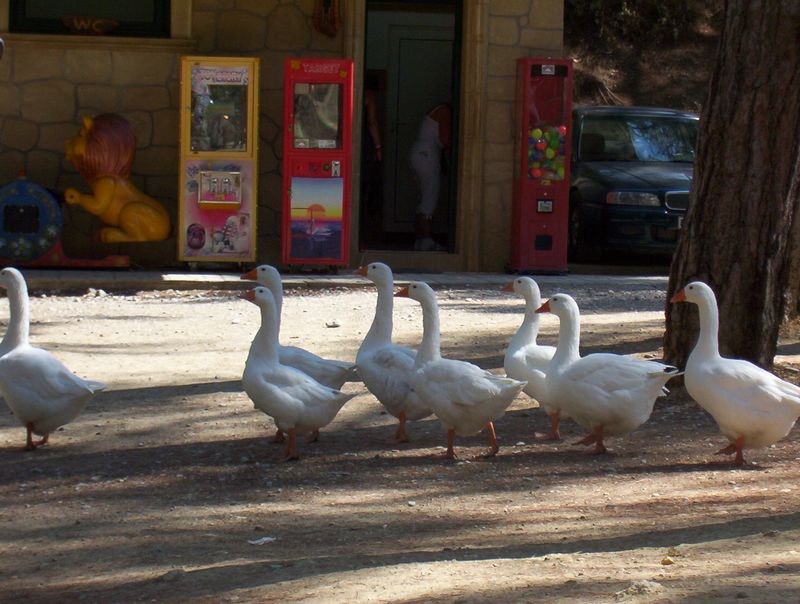 Vacation on Rodos or Rhodes and Simi islands Greece - Rodos ve Simi ...